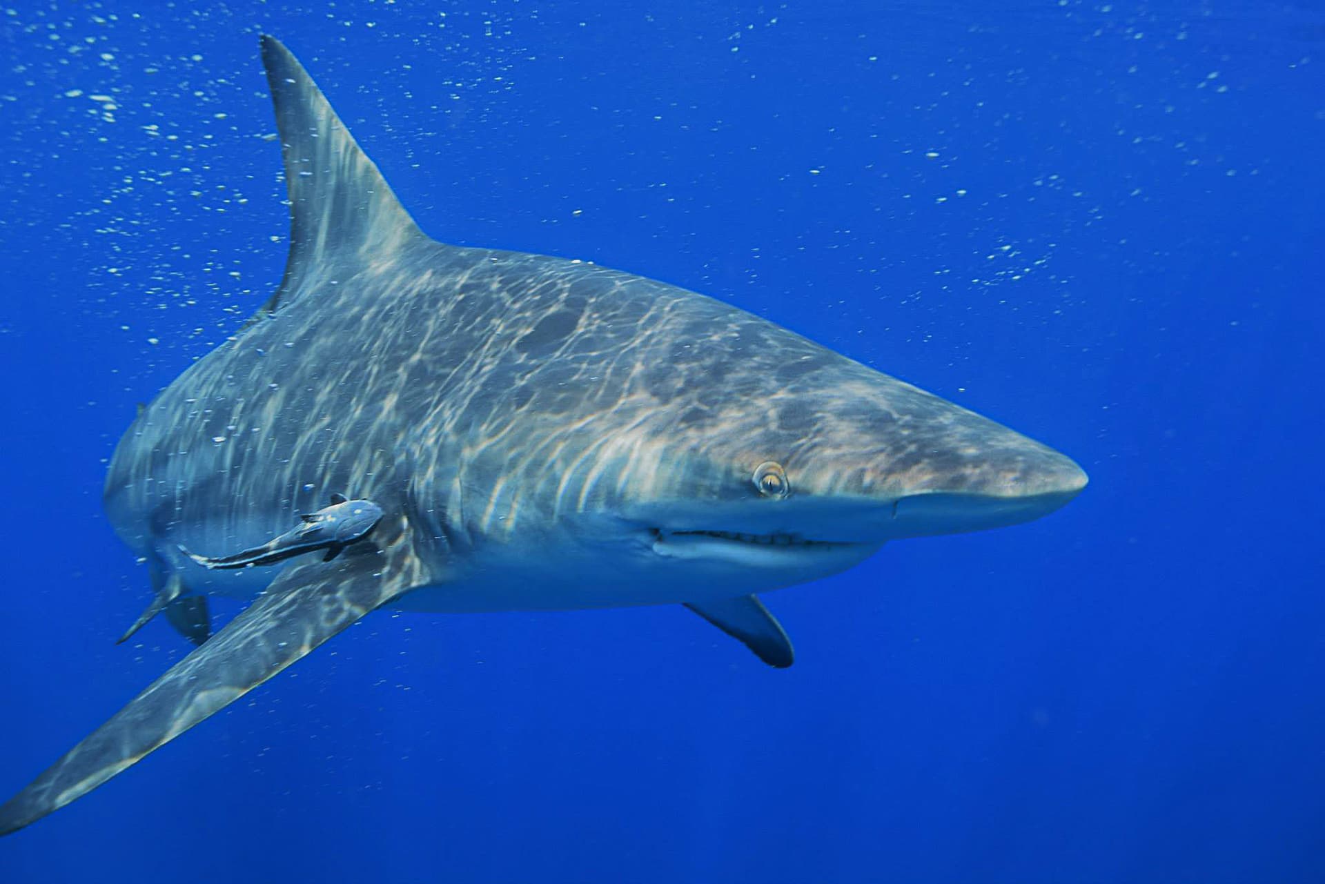 North Carolina Shark Conservancy