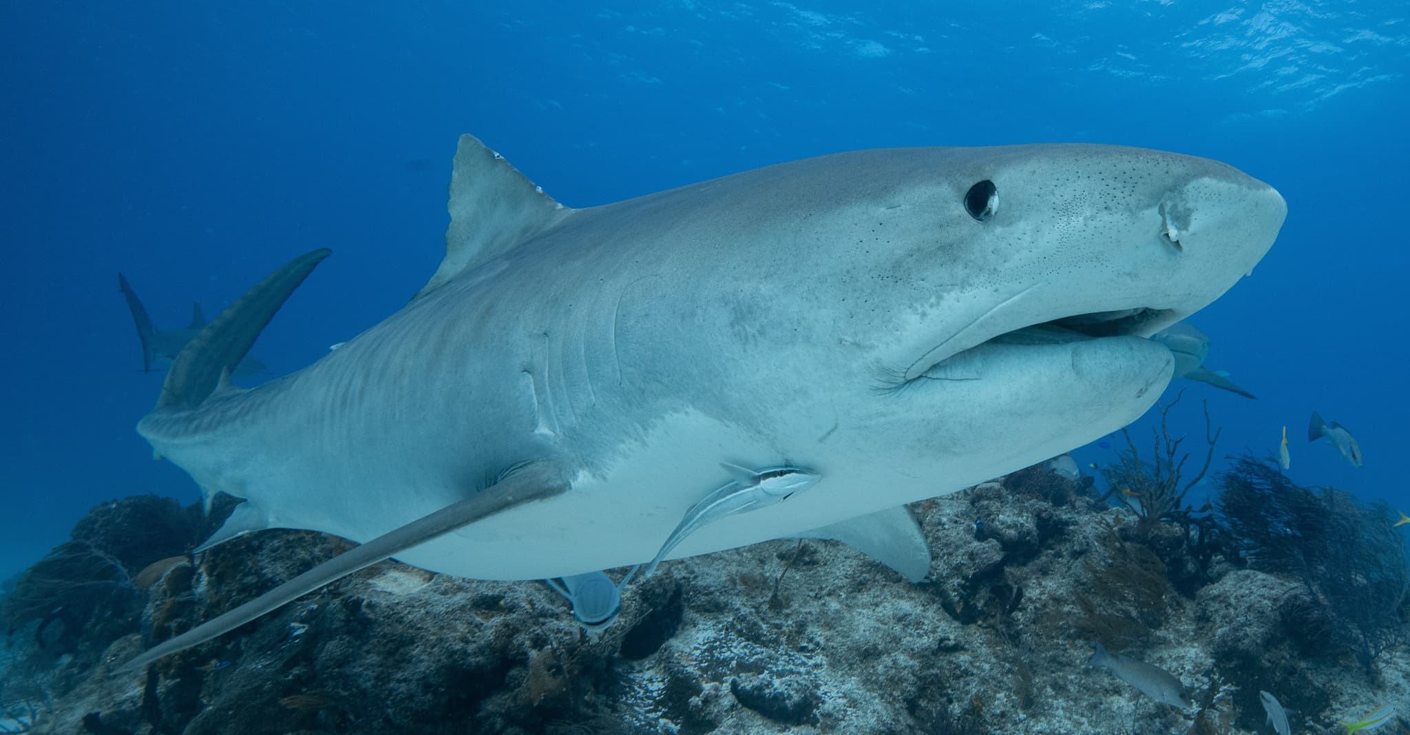 North Carolina Shark Conservancy