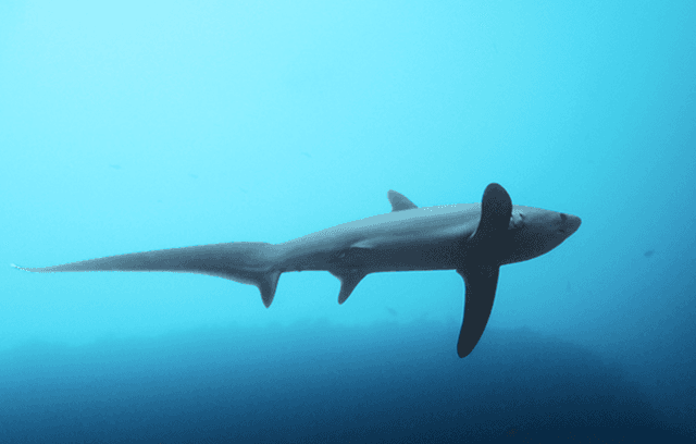 North Carolina Shark Conservancy
