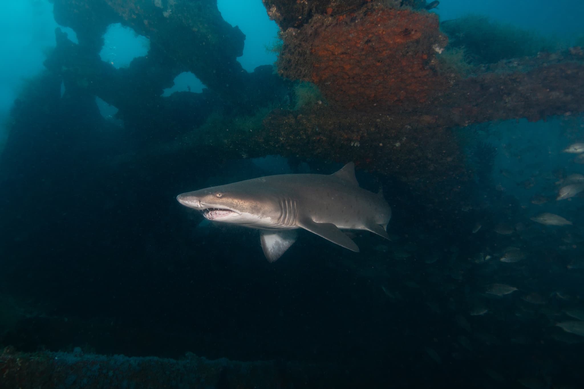North Carolina Shark Conservancy