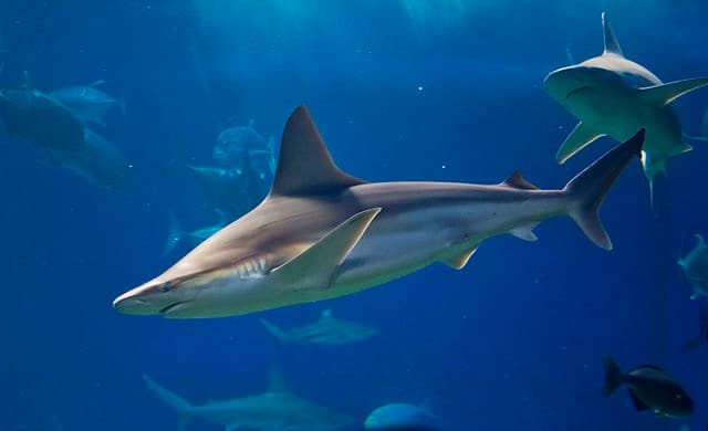 North Carolina Shark Conservancy