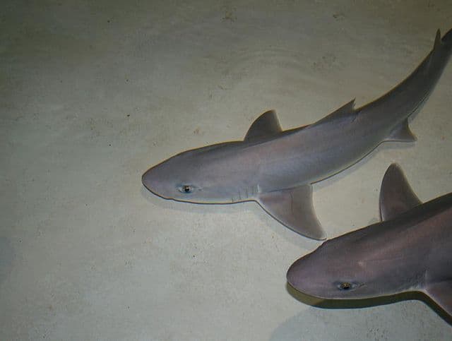 North Carolina Shark Conservancy